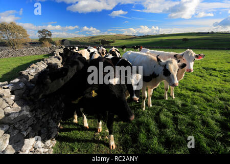 View over the Drystone walls around Littondale, Litton village, Peak ...