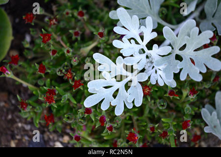 Silver Brocade Artemisia plant (Artemisia stelleriana) - USA Stock ...