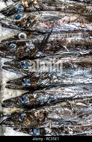 Black scabbard fish (aphanopus carbo) prepared for sale on ice at a ...