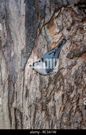 White-breasted Nuthatch on tree trunk near suet feeder Stock Photo - Alamy