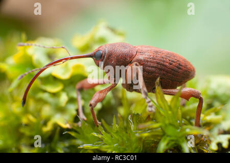 An Acorn Weevil, Curculio glandium. The acorn weevil has a ...