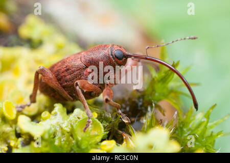 An Acorn Weevil, Curculio glandium. The acorn weevil has a ...