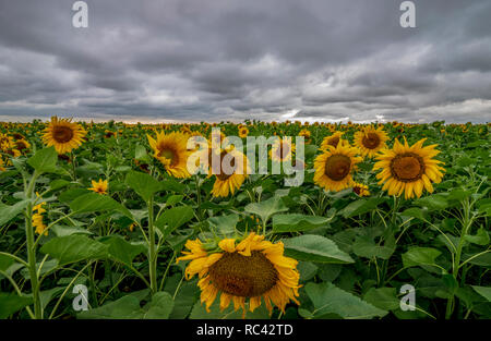 Sunflower field during the storm Stock Photo - Alamy