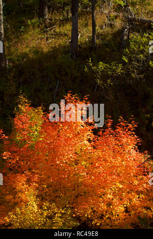 Fall Colors in Tucson Stock Photo - Alamy