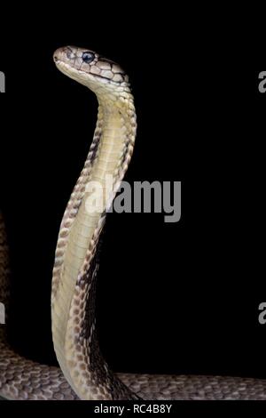 The king cobra (Ophiophagus hannah) is a large elapid endemic to ...