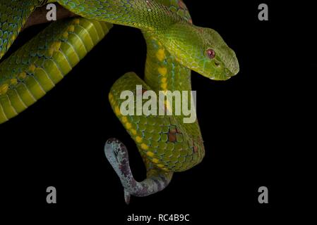 Philippines Pit Viper (Trimeresurus flavomaculatus) on black background ...