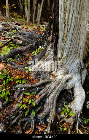 Cedar Tree Roots Stock Photo - Alamy
