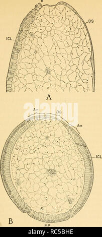 The embryology of the honey bee (Page 18 Stock Photo - Alamy