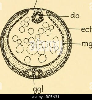 . Embryology of insects and myriapods; the developmental history of ...