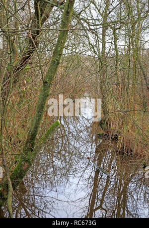 A view of Barton Broad National Nature Reserve on the Norfolk Broads at ...