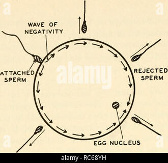 . Embryology. Embryology; Embryology; genealogy. EGG NUCLEUS ...