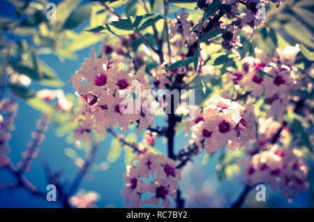 Bossom of white flowers on the tree with background of blue sky Stock ...