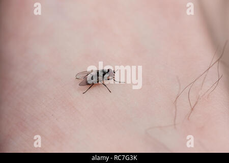 House fly on human skin hand / Close up fly macro Stock Photo - Alamy
