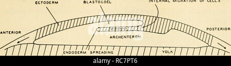 . Embryology. Embryology; Embryology; genealogy. BLASTODERM BLASTOCOEL ...