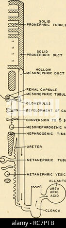 . Embryology. Embryology; Embryology; genealogy. MESONEPHRIC DUCT ...