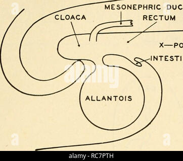 . Embryology. Embryology; Embryology; genealogy. MESONEPHRIC DUCT ...