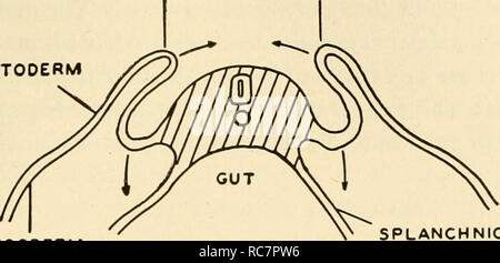 . Embryology. Embryology; Embryology; genealogy. SOMATIC MESODERM ...