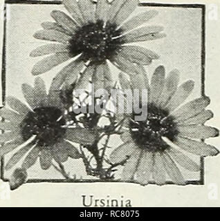 Sleepy Daisy (Xanthisma texanum Stock Photo - Alamy