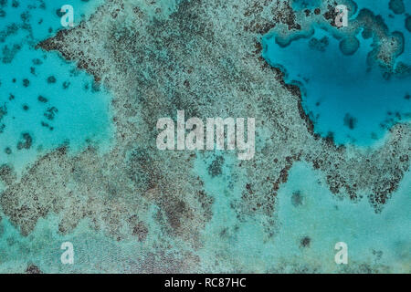 Reef life, Alacranes, Campeche, Mexico Stock Photo - Alamy