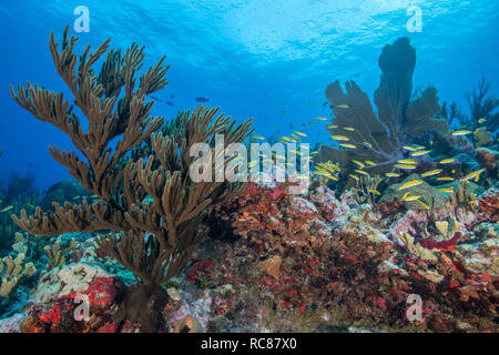 Reef life, Alacranes, Campeche, Mexico Stock Photo - Alamy