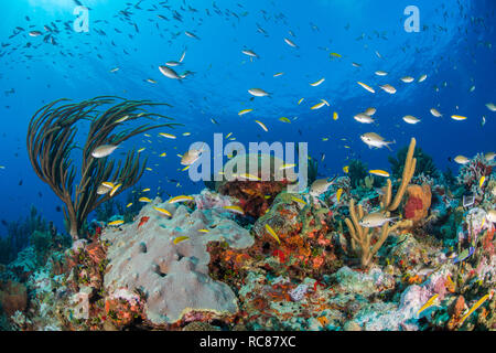 Reef life, Alacranes, Campeche, Mexico Stock Photo - Alamy