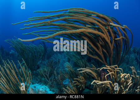 Reef life, Alacranes, Campeche, Mexico Stock Photo - Alamy