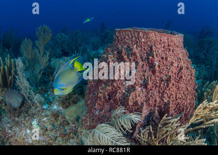 Reef life, Alacranes, Campeche, Mexico Stock Photo - Alamy