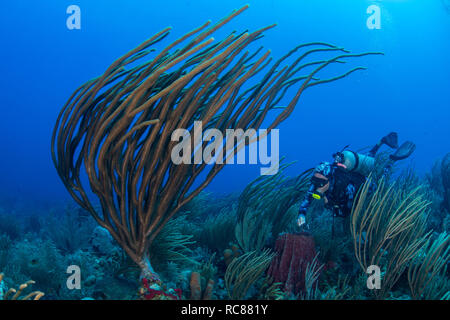 Reef life, Alacranes, Campeche, Mexico Stock Photo - Alamy