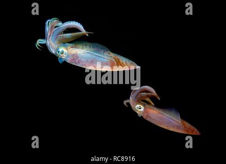 Egypt, Red Sea, Bigfin Reef Squid (Sepioteuthis lessoniana), side view ...