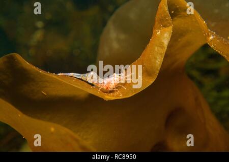 Shrimp species (Eualus pusiolus), White Sea, Kareliya, Karelia, north ...