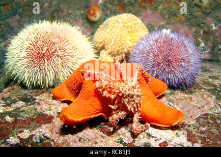 young Red King crab (Paralithodes camtschaticus) sits on a starfish ...