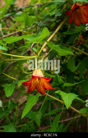 Canarian Bell Flower (Canarina canariensis), flower Stock Photo - Alamy