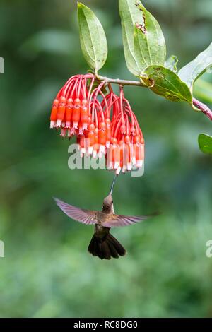 Bronzy Inca (Coeligena coeligena) hummingbird flying in cloud forest ...