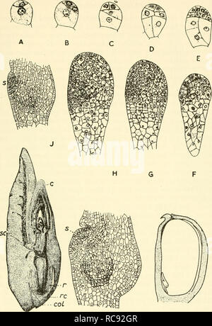 . Embryogenesis in plants. Embryology. 140 EMBRYOGENESIS IN PLANTS ...