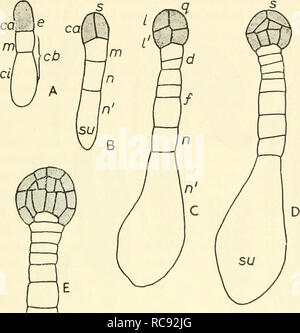 . Embryogenesis in plants Stock Photo - Alamy