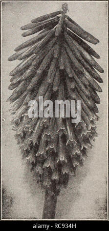Giant white wake robin (Trillium albidum) in flower Stock Photo - Alamy