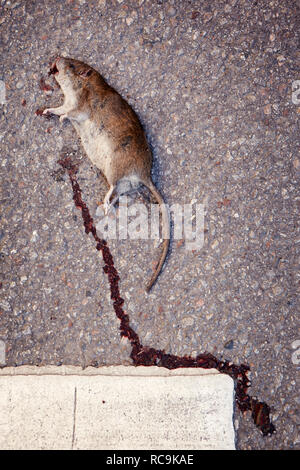 DEAD RAT Stock Photo - Alamy