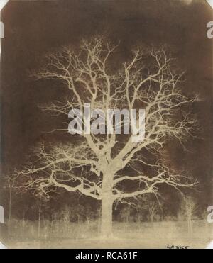 [An Oak Tree in Winter]; William Henry Fox Talbot, British, 1800 - 1877 ...