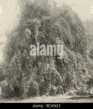 Very dwarf ash tree Fraxinus excelsior growing in a gryke crevice in ...