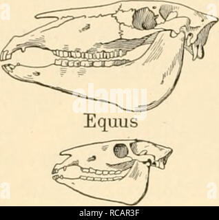 . OneToe. Splints of 2nd and 4th digits OneToe Splints of 2nd and 4th ...