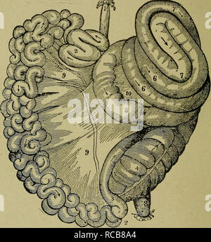 . THE INTESTINES AND MESENTARY. 1. The duodenum. 2. The jejunum. 3. The ...