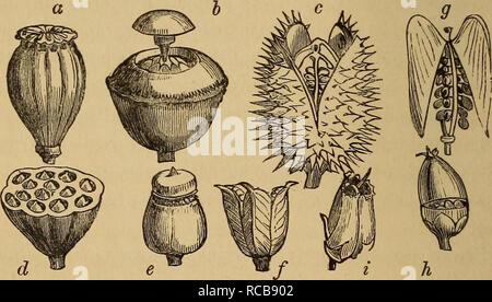 Grape seed capsule Stock Photo - Alamy