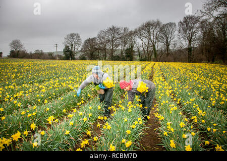 Bandon, Cork, Ireland. 15th January, 2019. Ileana Bledea and Maria ...