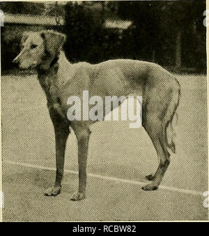 . KANSU GREYHOUND Stock Photo - Alamy