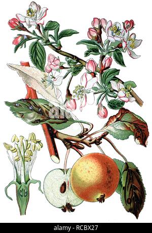 Illustration of Malus domestica (Apple Tree), one half covered in ...