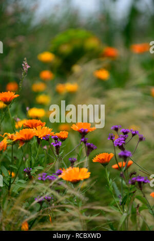 Calendula officinalis Indian Prince,verbena hastata,purple and orange ...