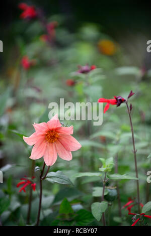 Dahlia seedling,peach orange flowers,peony flowered dahlia,bed,border ...