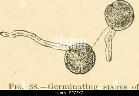 . CYSTOPUS. 127 observed on Cfqjsella may be summarized here: the ...