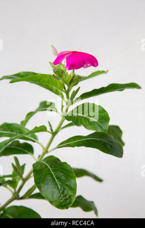 Pink flower, white background, Chulas (Catharanthus roseus Stock Photo ...