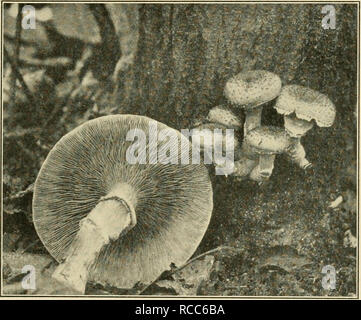 . Diseases of economic plants. Plant diseases. 184 Diseases of Economic ...